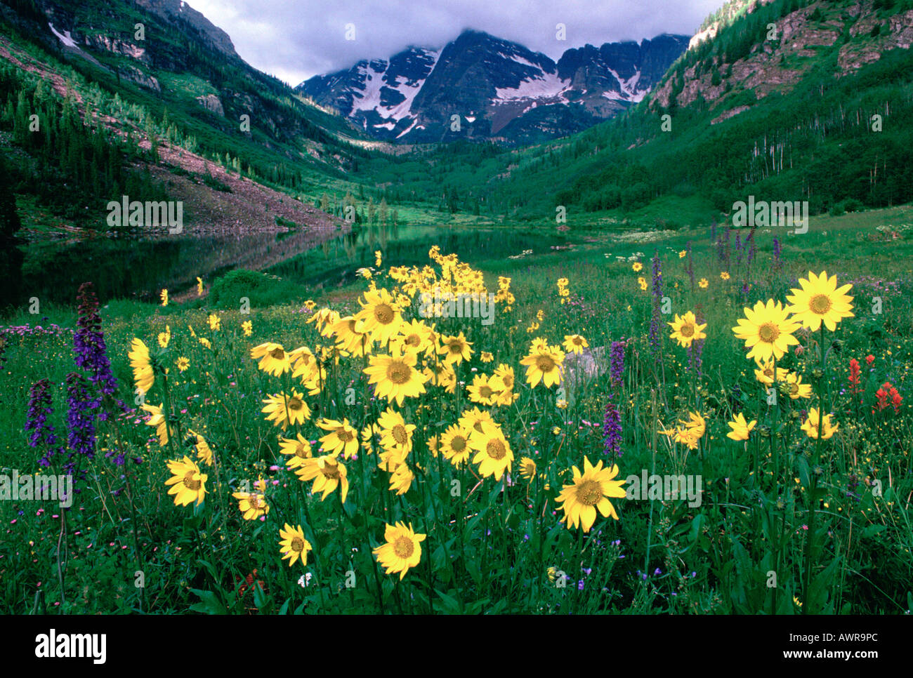 North maroon hi-res stock photography and images - Alamy
