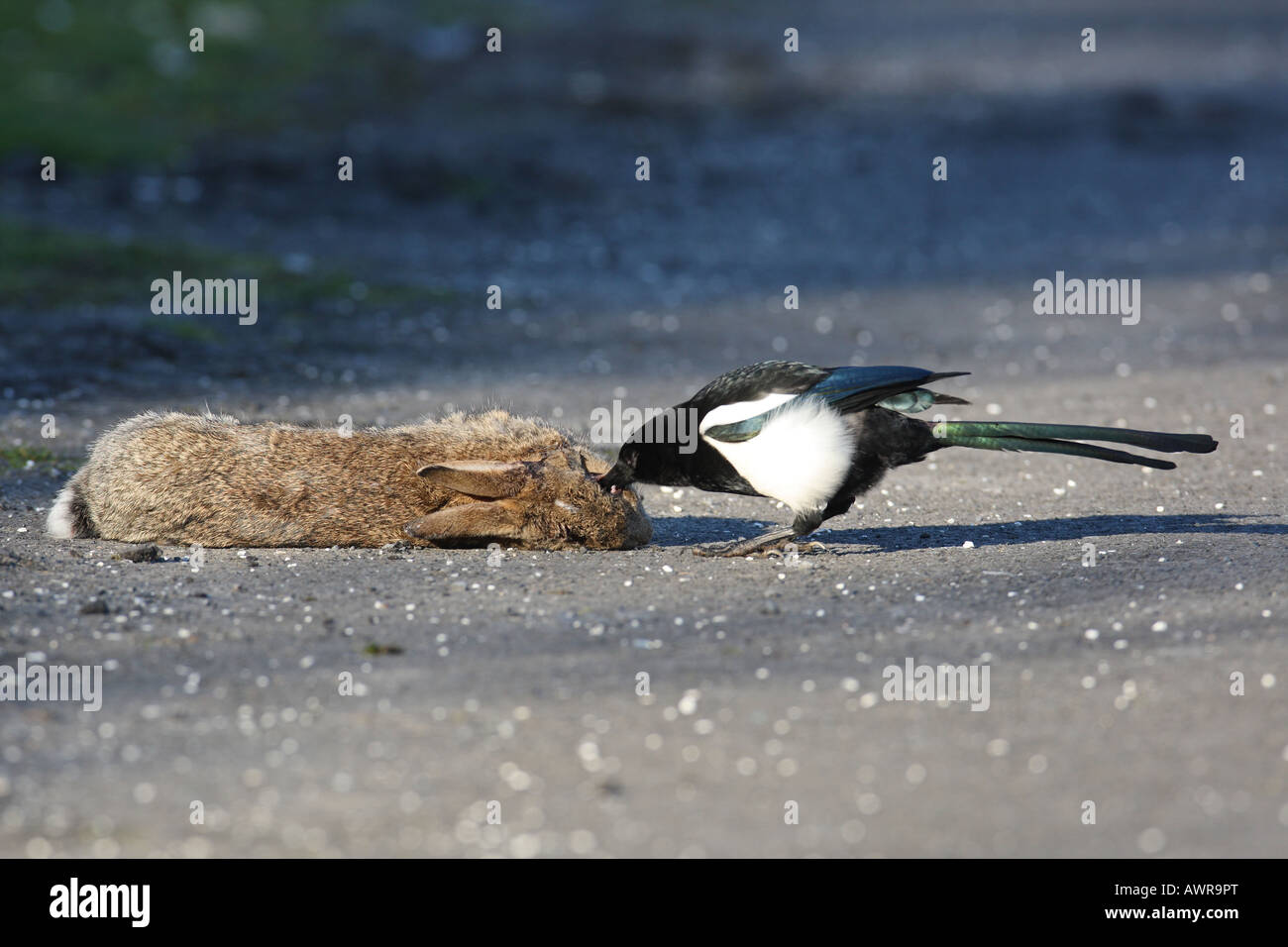 MAGPIE PICA PICA PECKING AT DEAD RABBITS EYE Stock Photo - Alamy