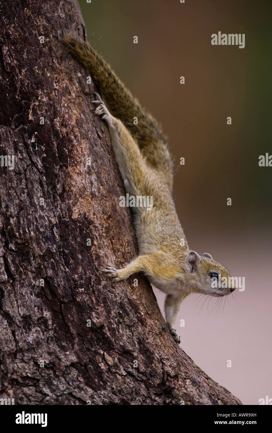 Southern African tree squirrel, paraxerus cepapi, in a tree in Chobe ...
