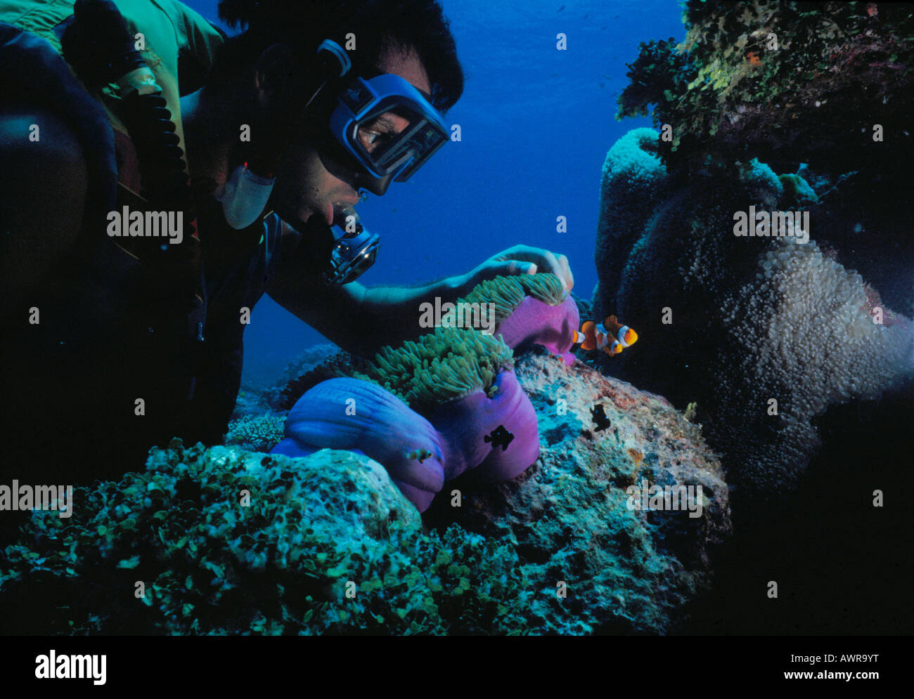 Scuba diver looking at clown fish. Similan islands, Thailand Stock ...