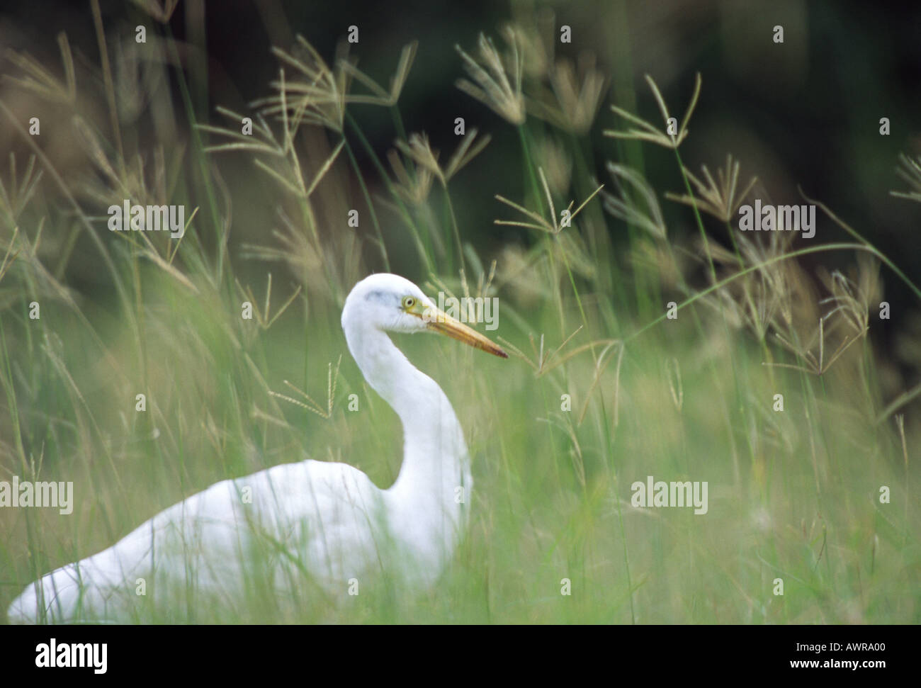 Large Egret in rice paddy. Japan Stock Photo - Alamy
