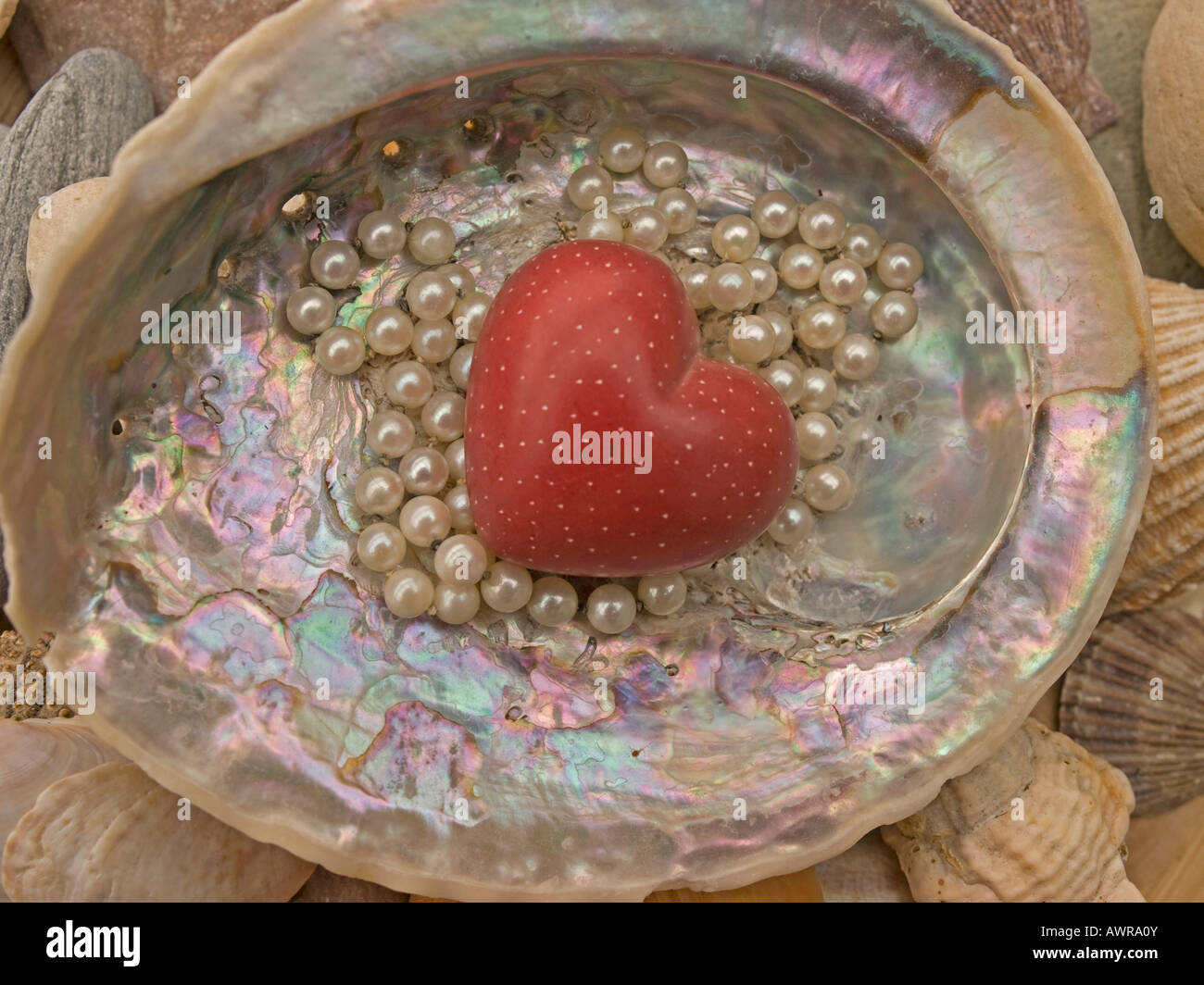 Seashell red hi-res stock photography and images - Alamy