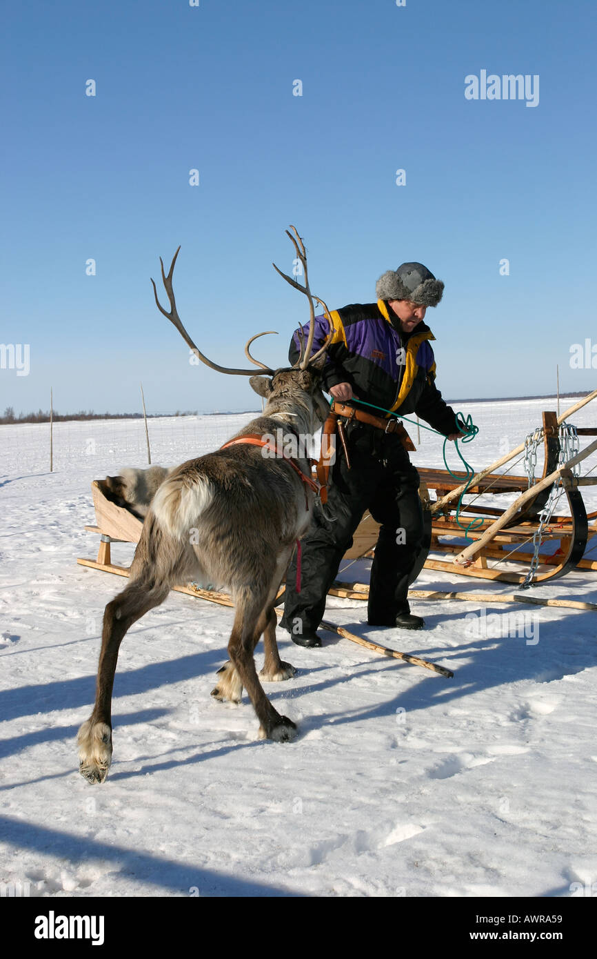 Tamed reindeer hi-res stock photography and images - Alamy