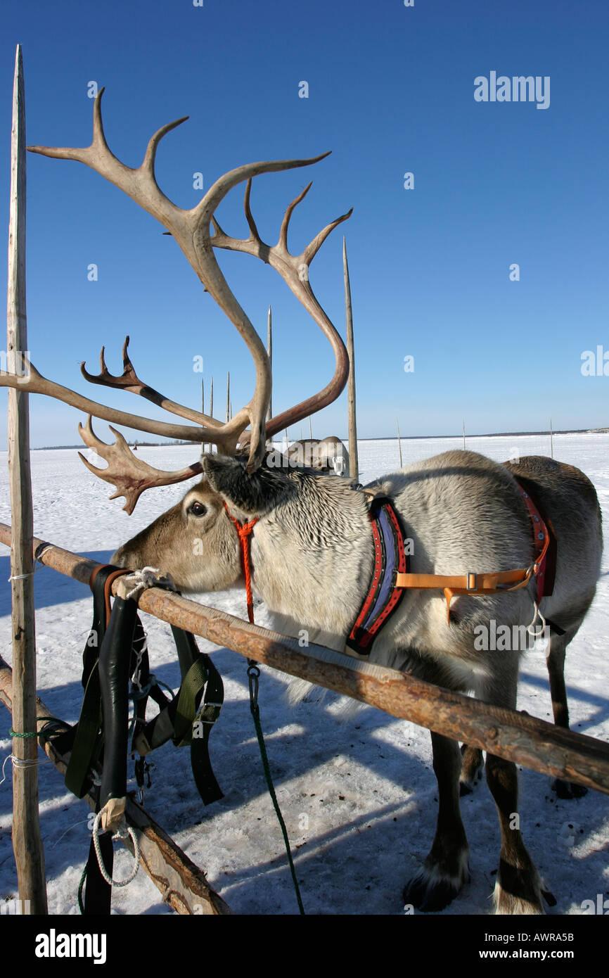 Tamed reindeer hi-res stock photography and images - Alamy