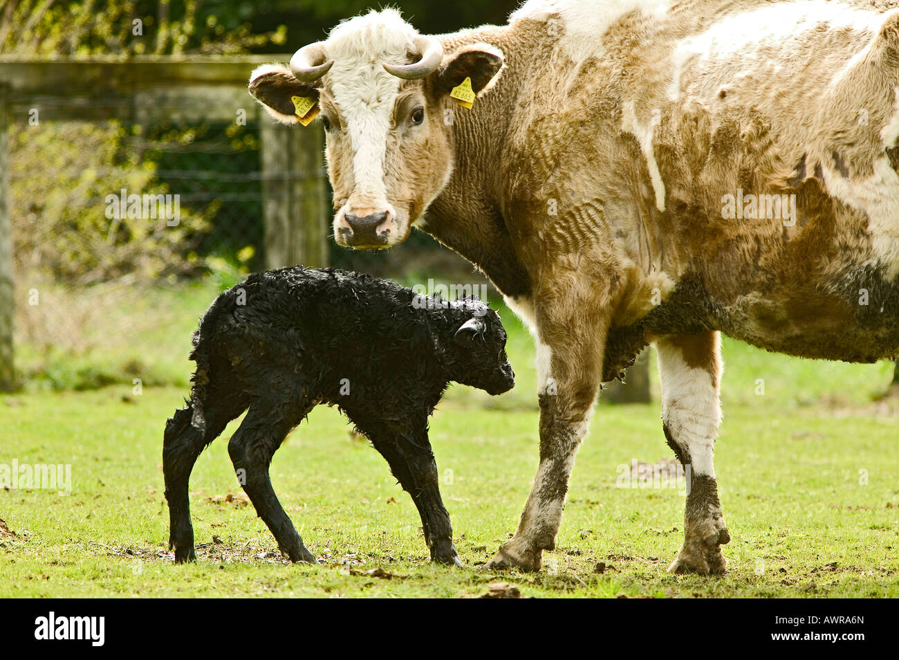 Breeding mother hi-res stock photography and images - Alamy