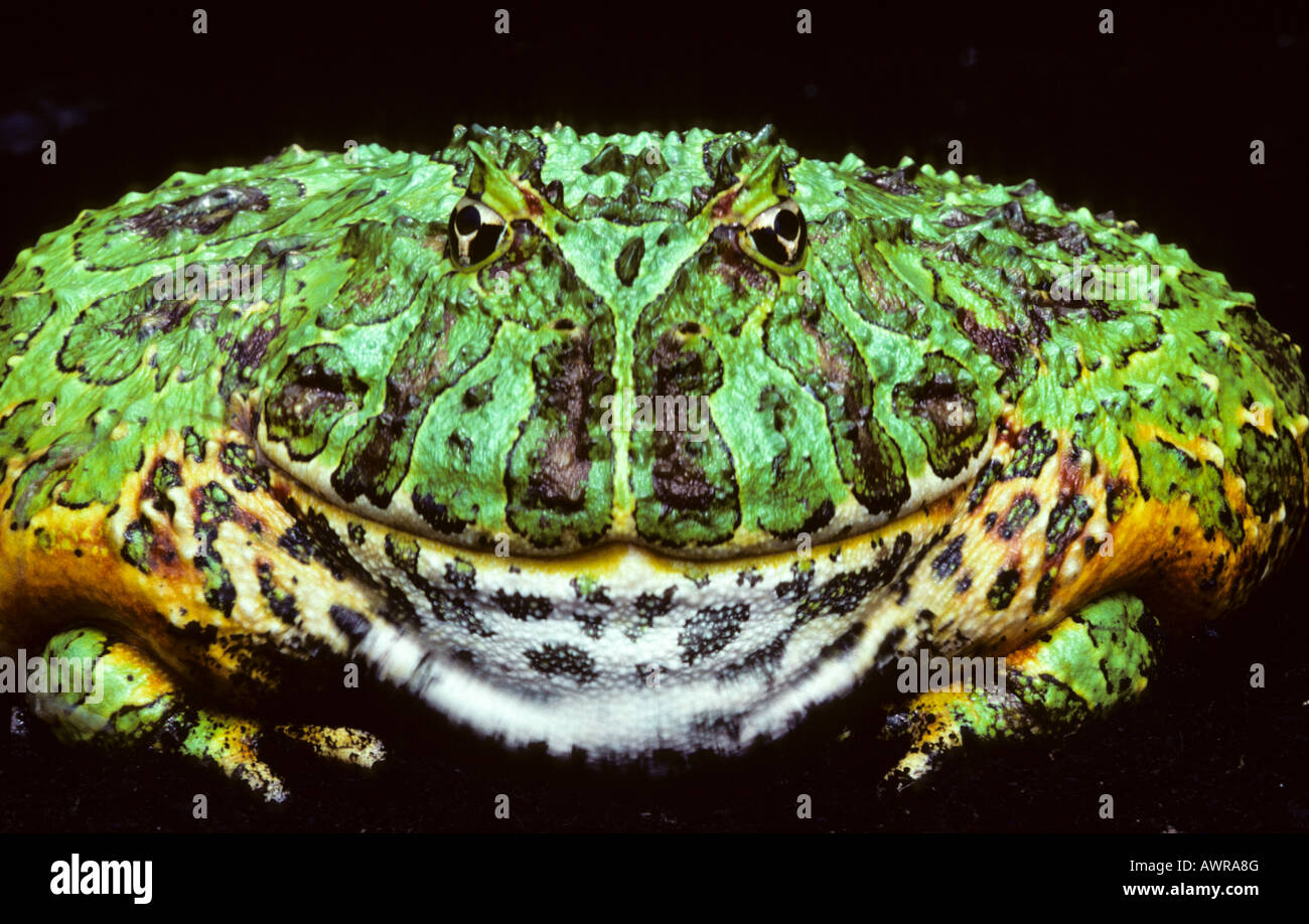 Ornate Horned Frog