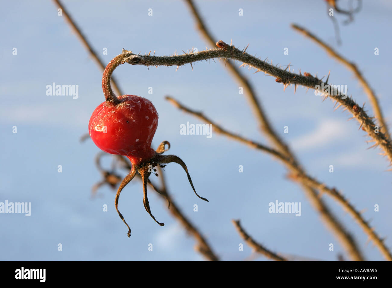 Frosty red rose berries hi-res stock photography and images - Alamy