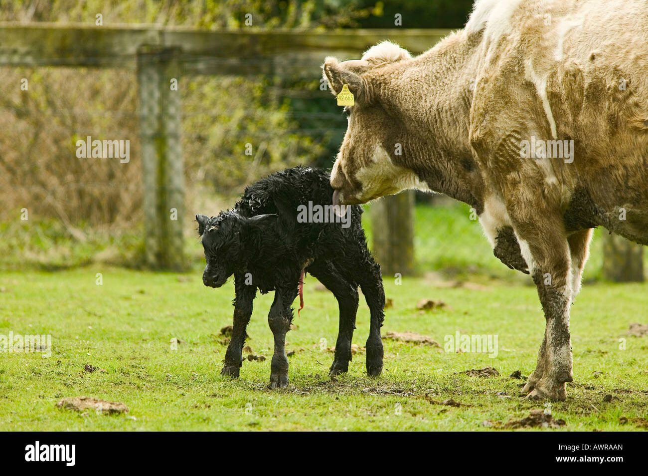 cow with calf cattle young birth animal breed breeding mother lick ...