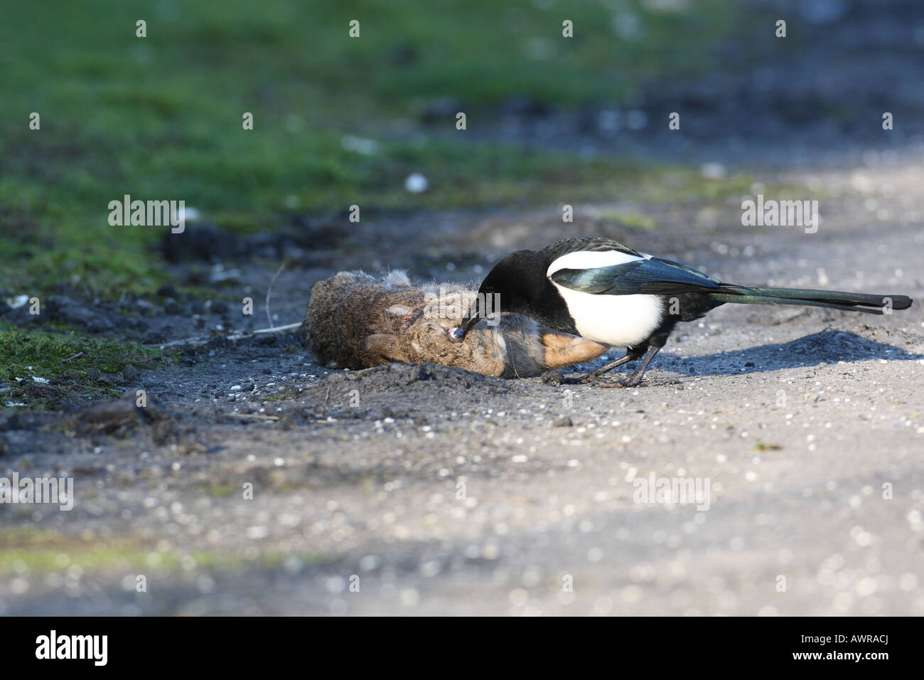 Magpie And Rabbits
