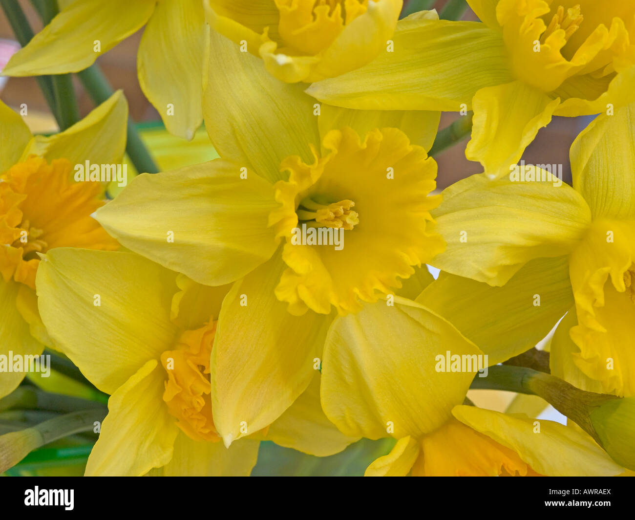 Jonquils bouquet hi-res stock photography and images - Alamy