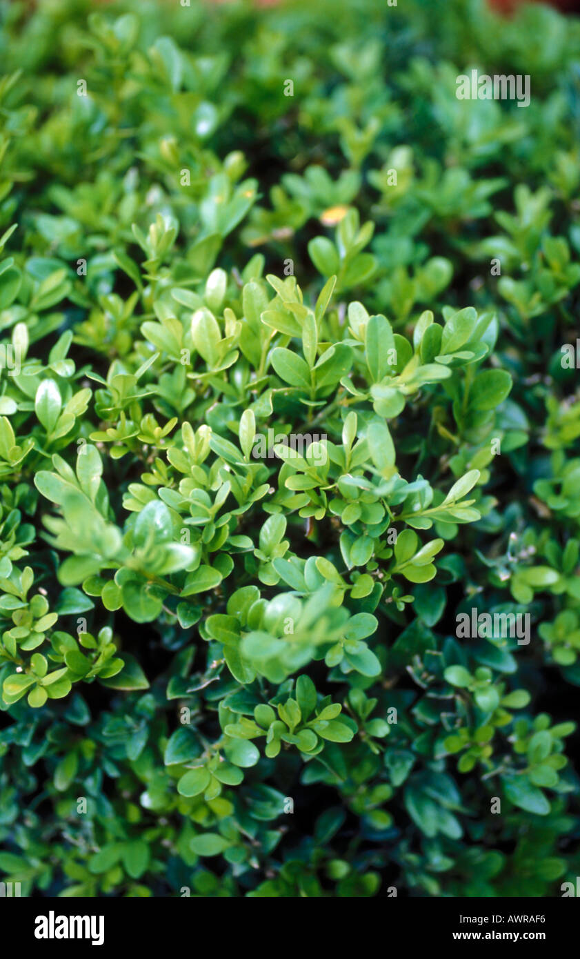 Box Privit - Buxus Sempervirens Stock Photo - Alamy