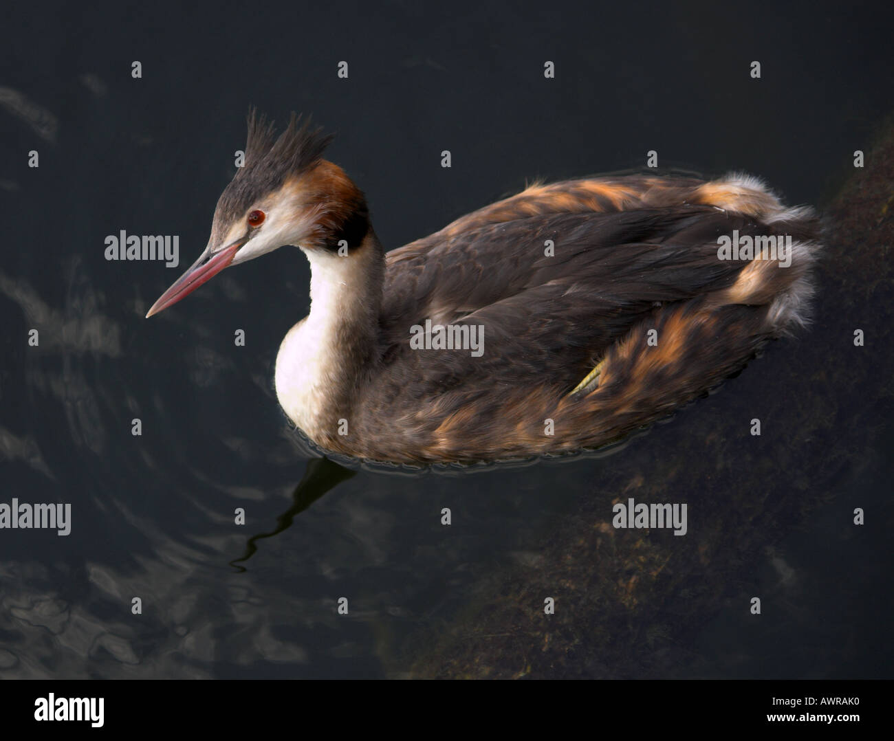 Great Crested Grebe, Podiceps cristatus, Podicipedidae Stock Photo - Alamy