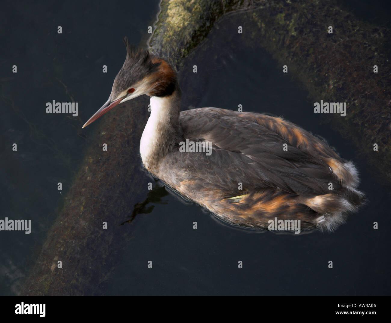 Great Crested Grebe, Podiceps cristatus, Podicipedidae Stock Photo - Alamy