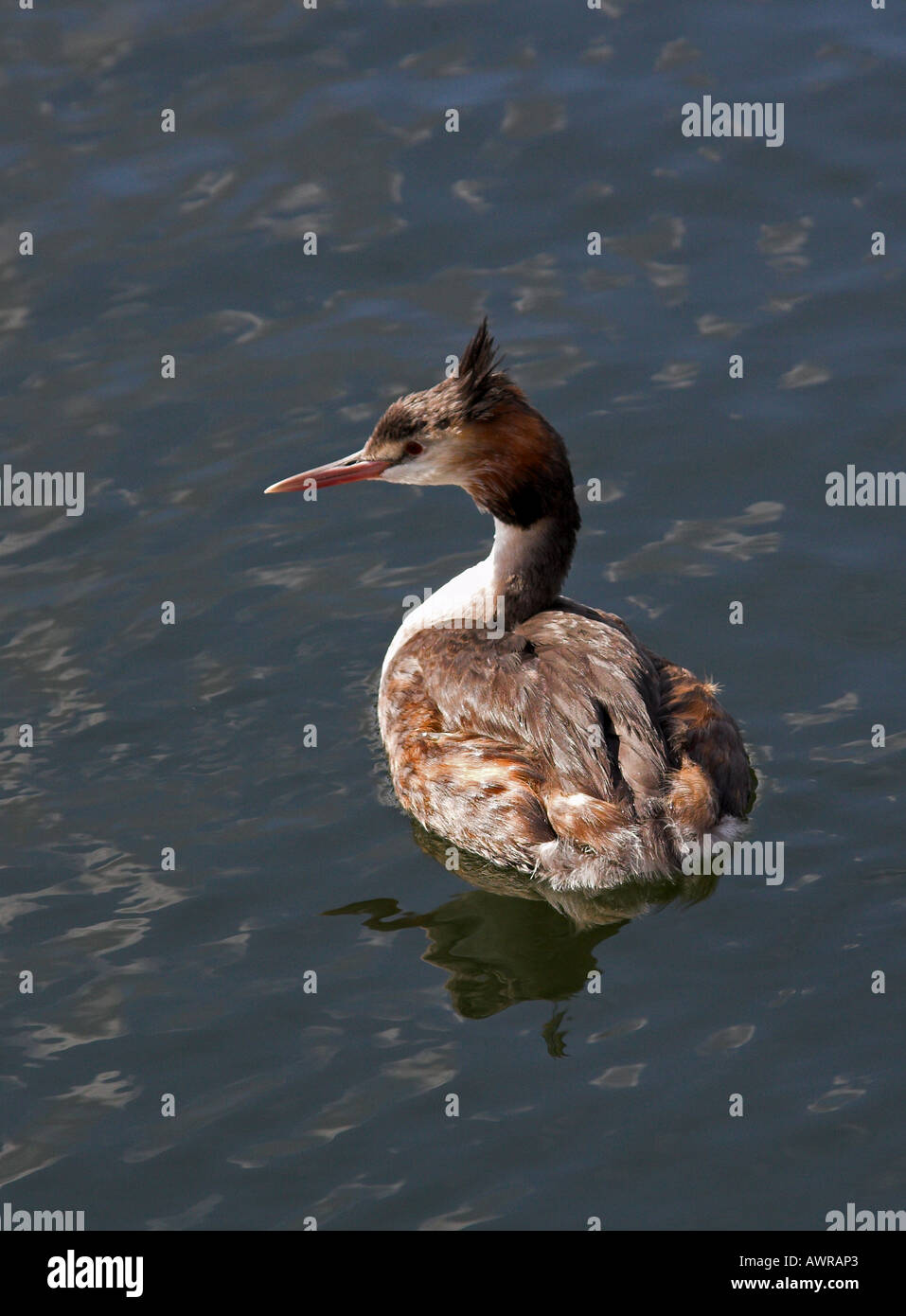 Great Crested Grebe, Podiceps cristatus, Podicipedidae Stock Photo - Alamy
