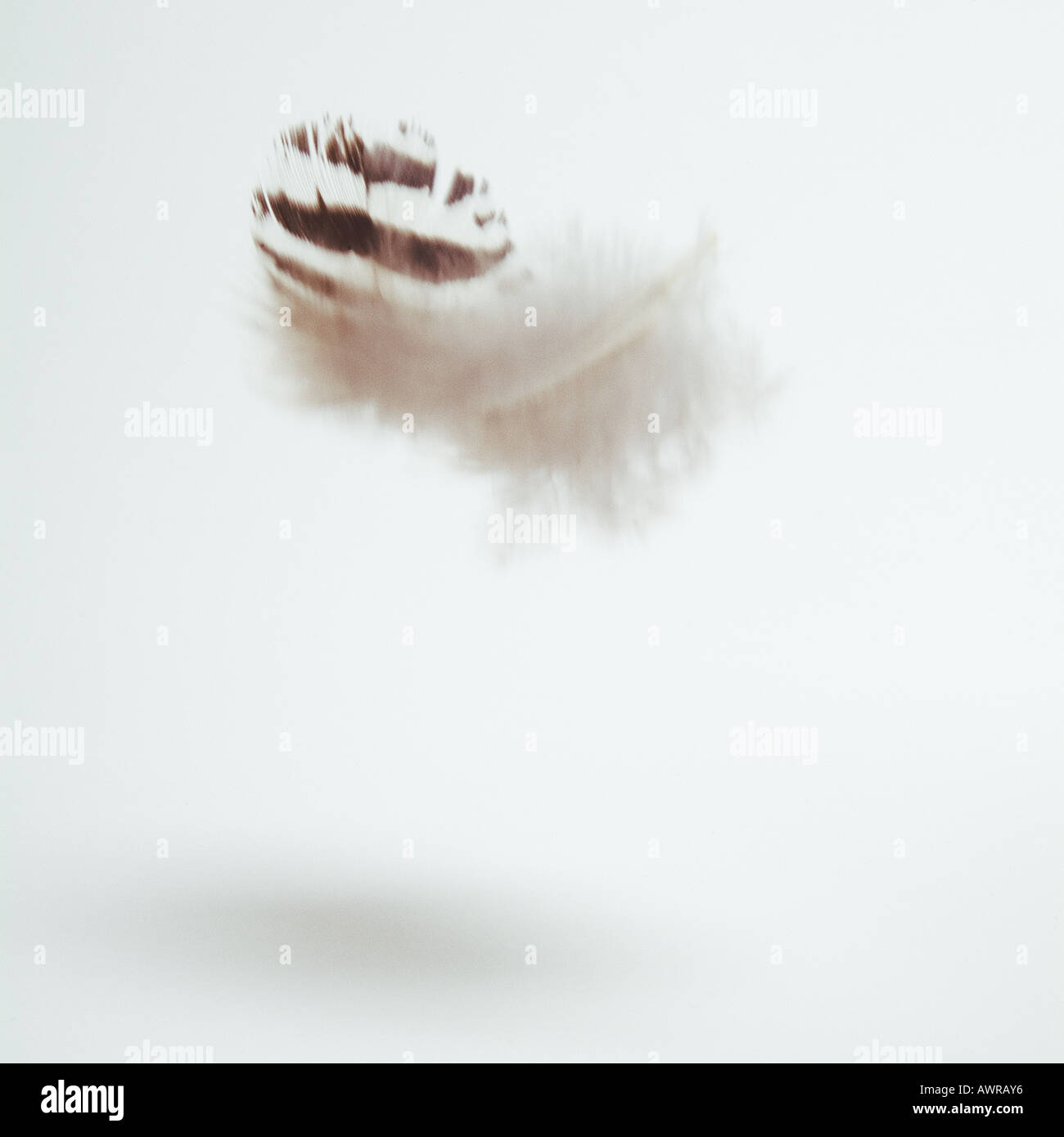 White feather movement hi-res stock photography and images - Alamy