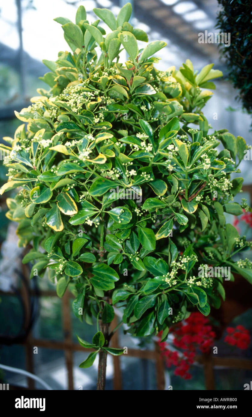 Japanese Spindle Tree - Euonymus Jap Ov Stock Photo - Alamy