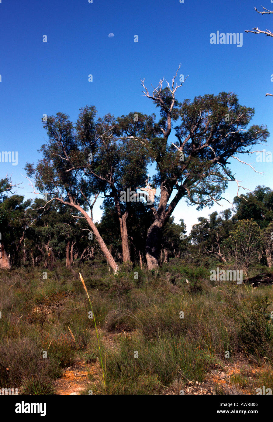 Waning moon over Western Australian Outback Stock Photo - Alamy