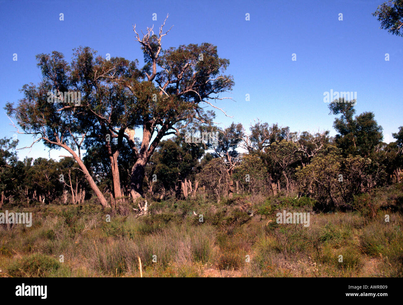 Western Australian Outback Stock Photo - Alamy