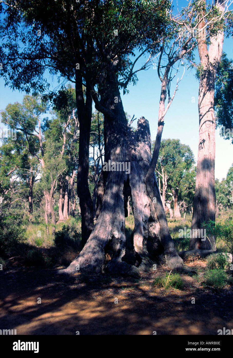 Eucalyptus trees in Western Australian Outback Stock Photo - Alamy