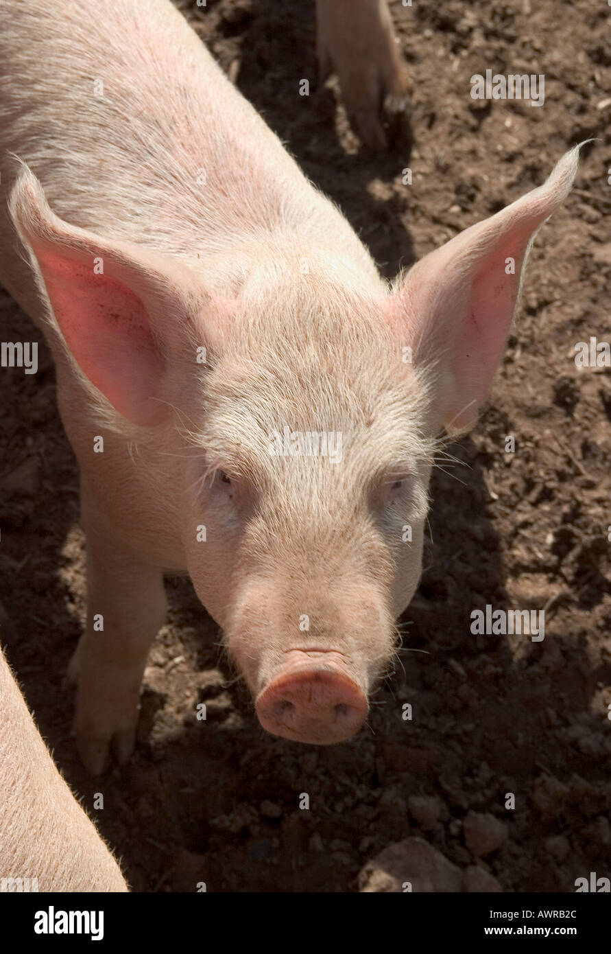 FREE RANGE YOUNG PIGS Stock Photo - Alamy