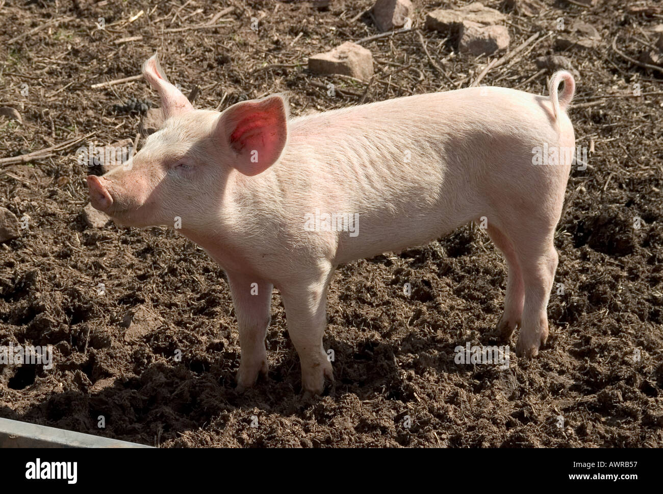 FREE RANGE YOUNG PIG Stock Photo - Alamy