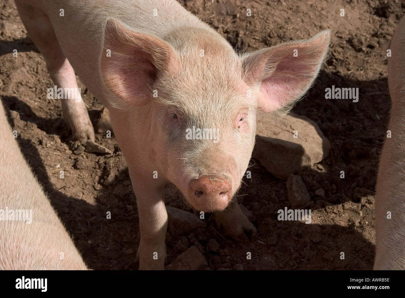 FREE RANGE YOUNG PIG LOOKING AT CAMERA Stock Photo - Alamy