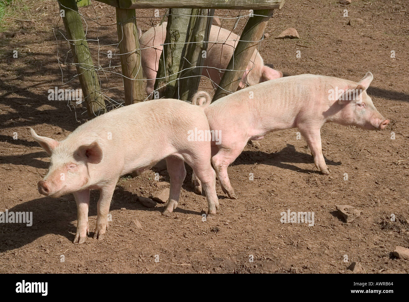 THREE FREE RANGE YOUNG PIGS SCRATCHING Stock Photo - Alamy