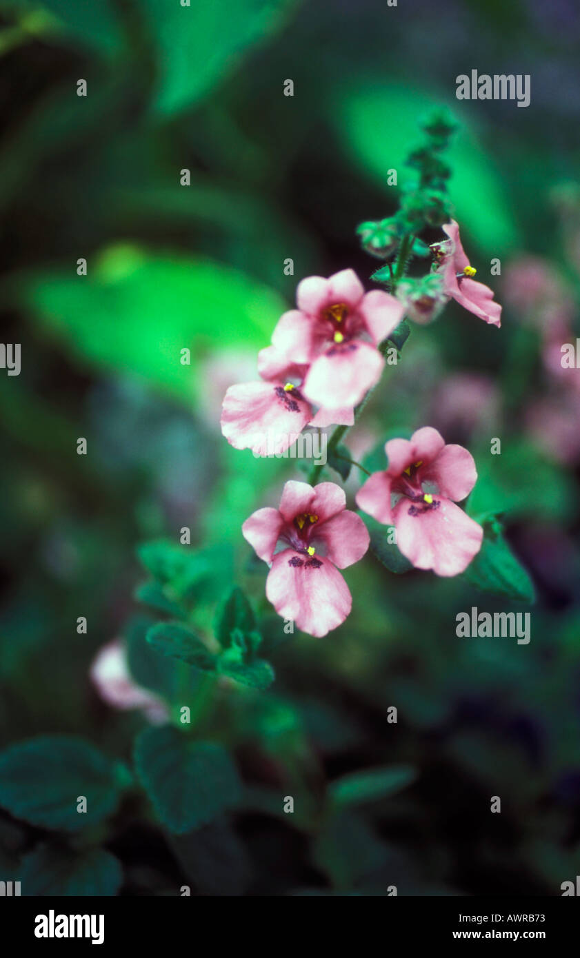 Summer plant diascia hi-res stock photography and images - Alamy
