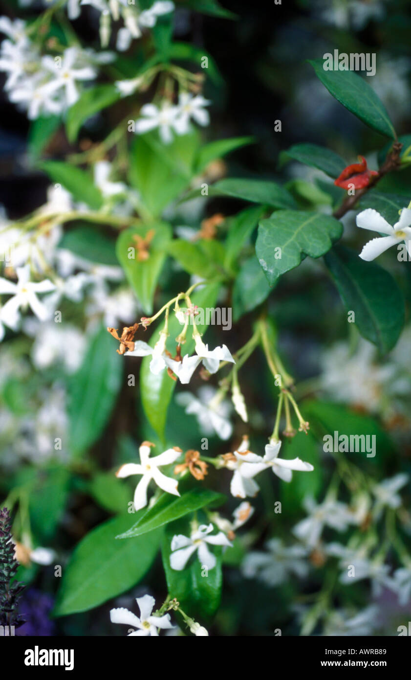 Rhyncospermum hi-res stock photography and images - Alamy