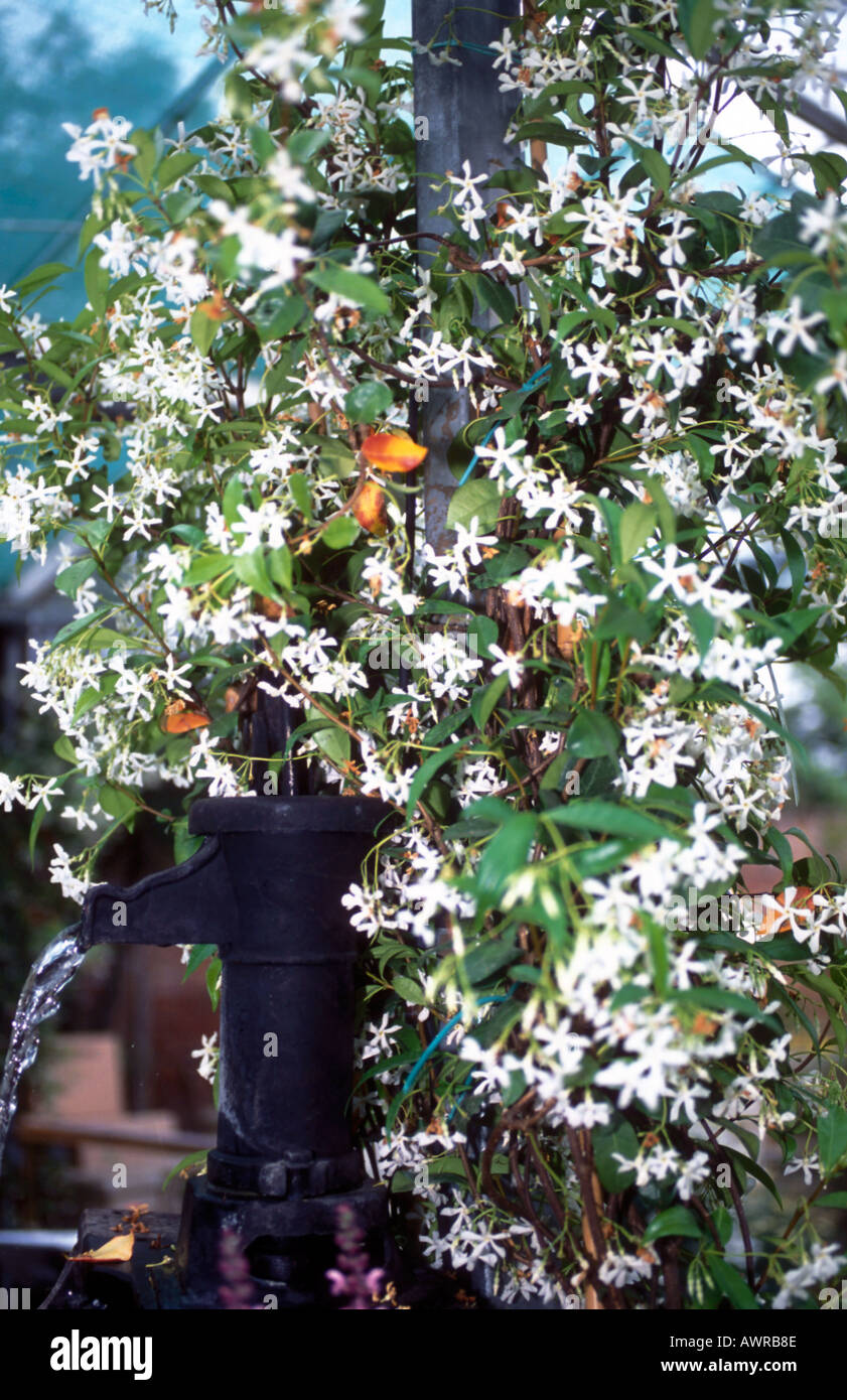 Rhyncospermum hi-res stock photography and images - Alamy