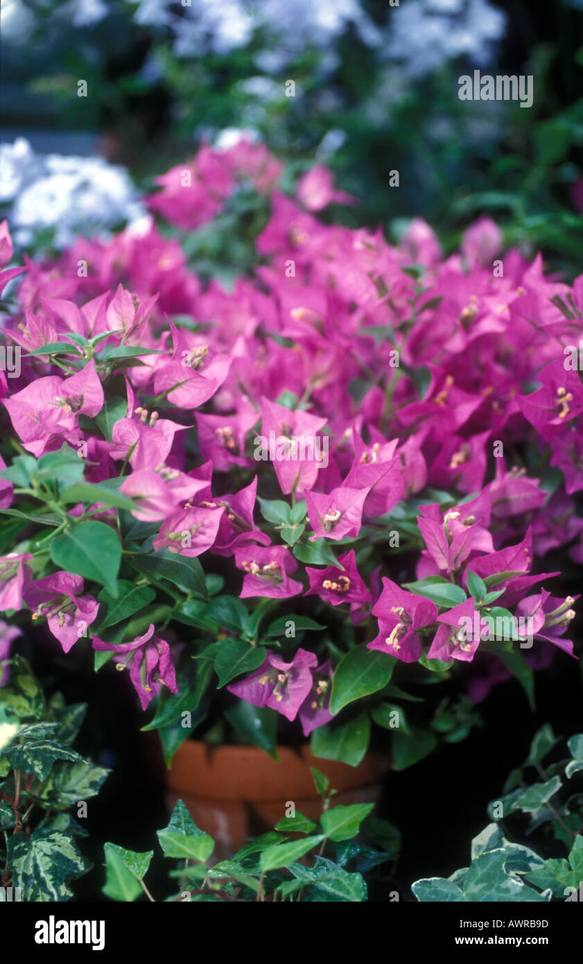 Bougainvillea - The paper flower Stock Photo - Alamy