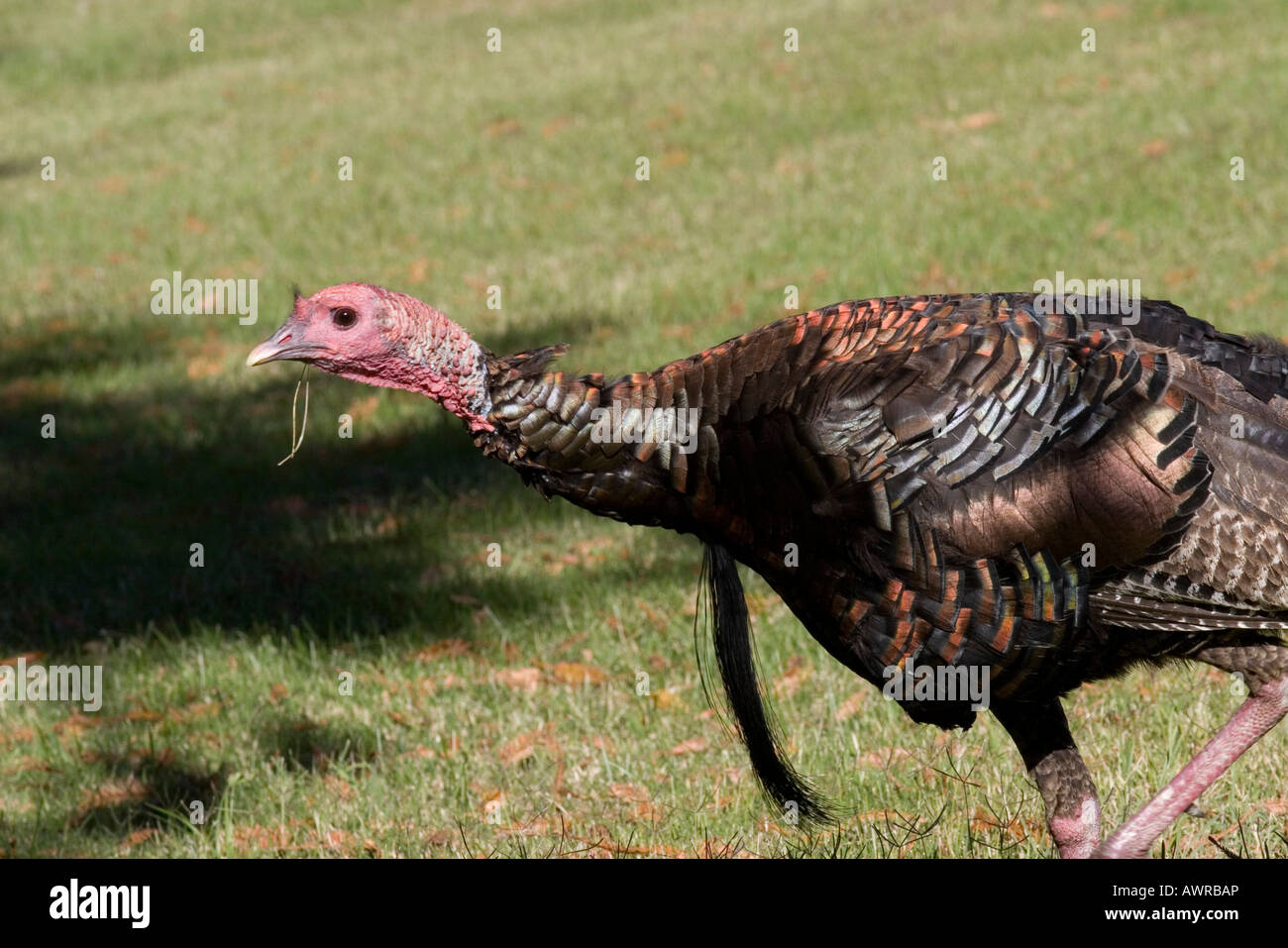 Turkey walking on lawn Stock Photo - Alamy