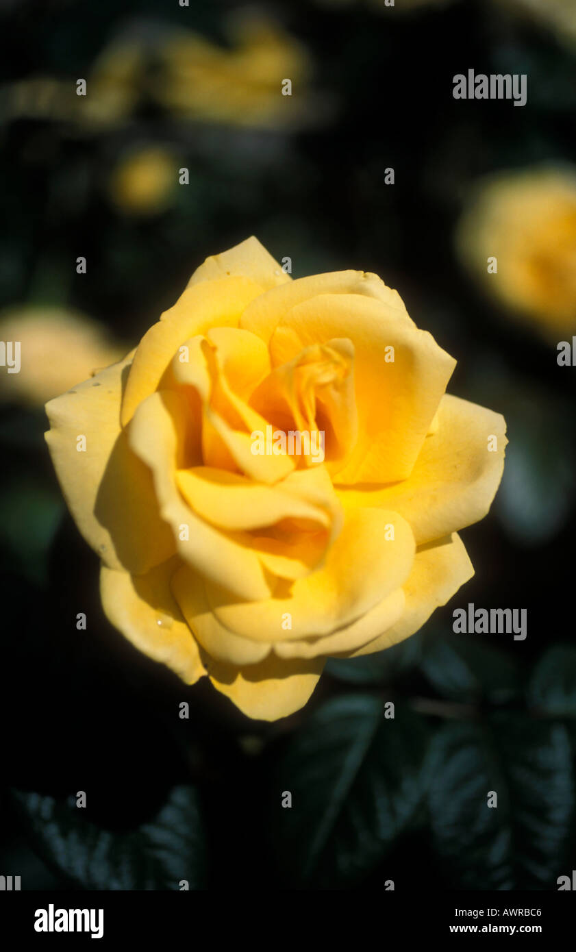 Gracious queen rose hi-res stock photography and images - Alamy