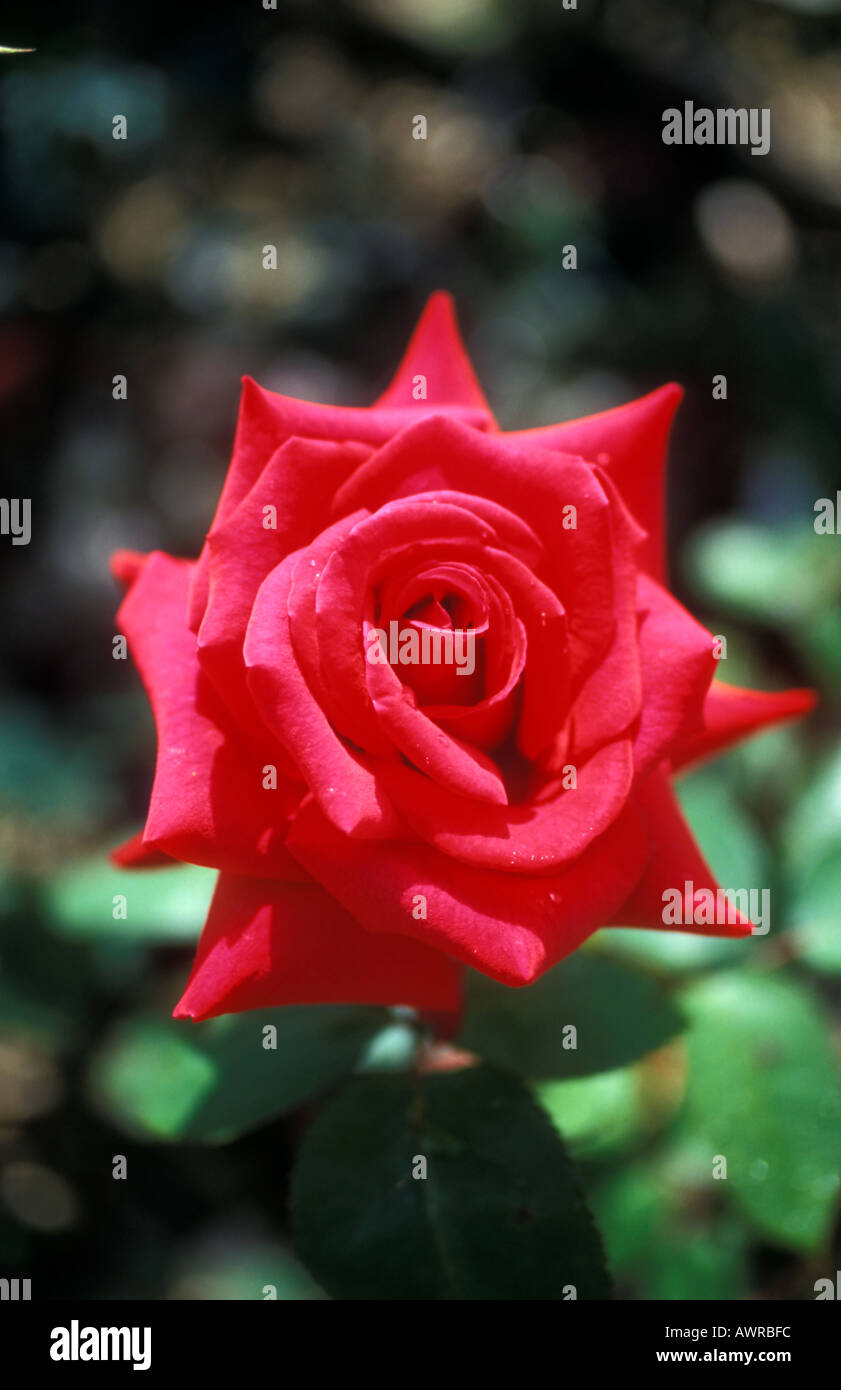 Rosa national trust hi-res stock photography and images - Alamy