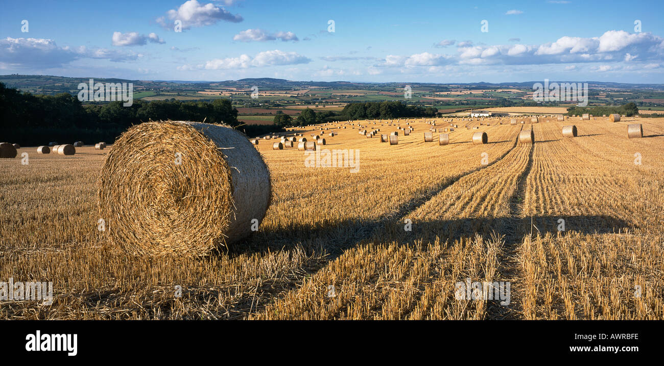 STRAW BALES LATE SUMMER NR LLANGROVE HEREFORDSHIRE UK Stock Photo - Alamy