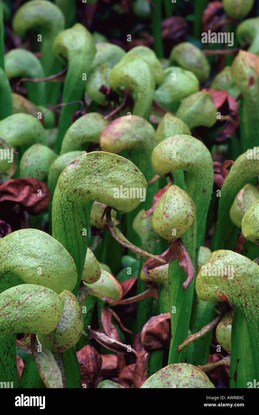 Darlingtonia a rare carnivorous plant in the Darlingtonia State Natural ...
