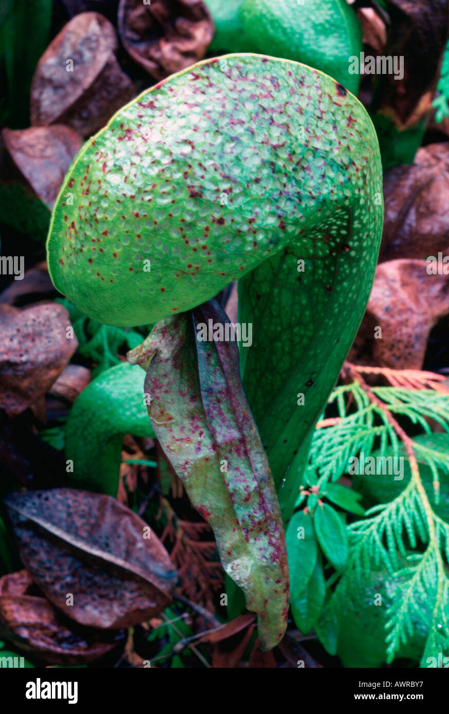 Darlingtonia a rare carnivorous plant in the Darlingtonia State Natural ...