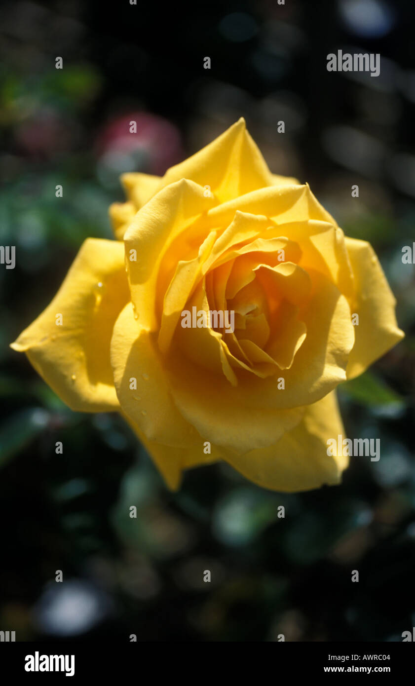 English Rose Hybrid T Sunblest Stock Photo - Alamy