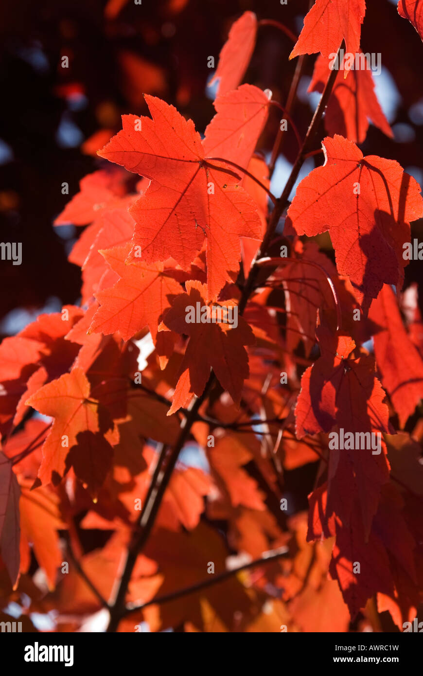 Dying autumn trees in colorful forest hi-res stock photography and ...