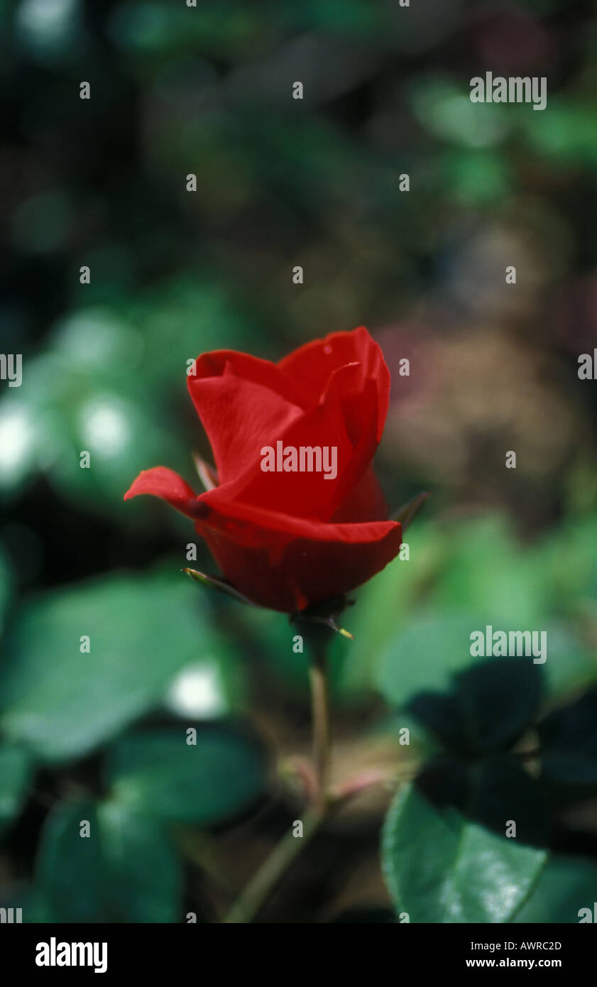 Altissimo rose hi-res stock photography and images - Alamy