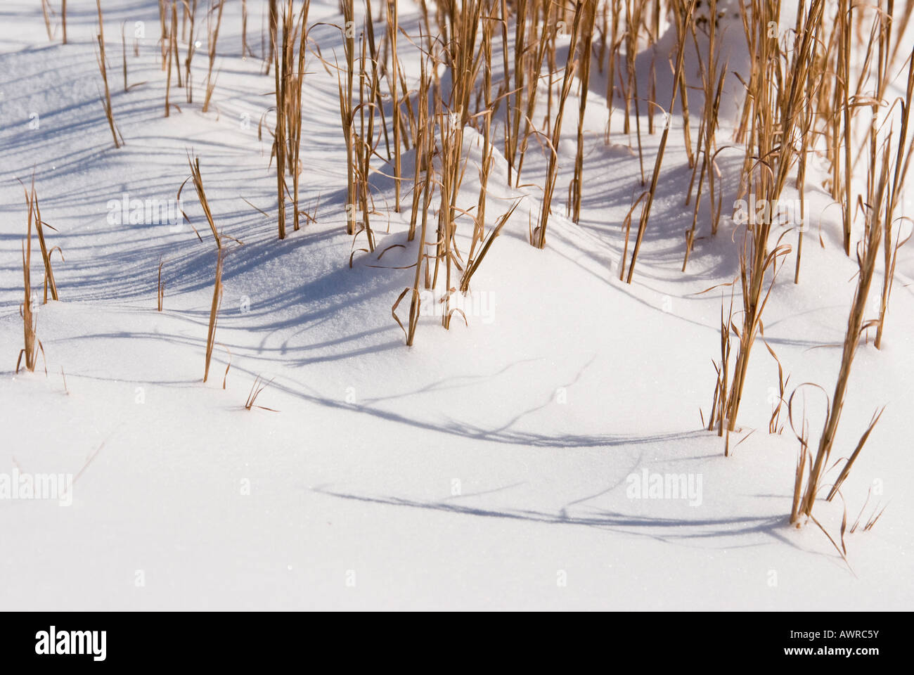 Wild grass in winter Stock Photo - Alamy