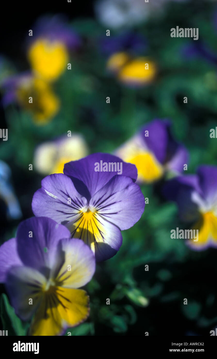 Splash viola hi-res stock photography and images - Alamy