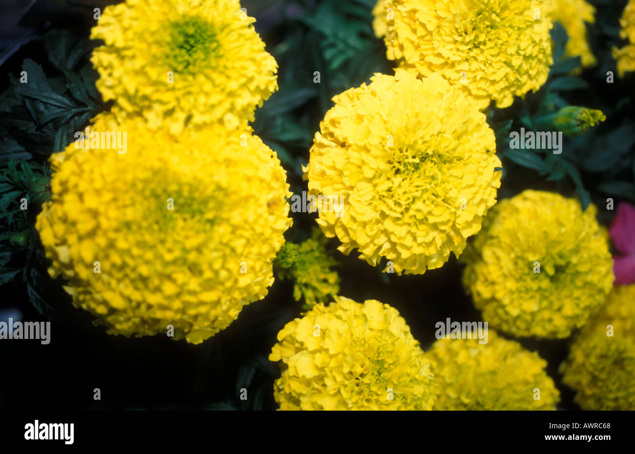 Giant African Marigolds - Tagete Erecta Perfection Gold Stock Photo - Alamy