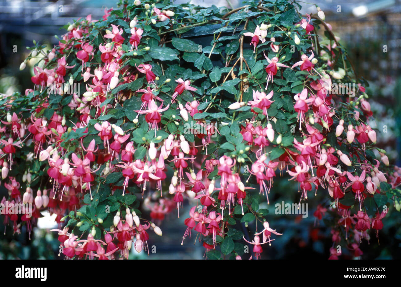 Fuchsias leaves hi-res stock photography and images - Alamy