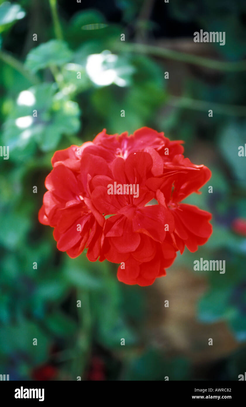 Geranium - Pelargonium Paul Crampel Stock Photo - Alamy