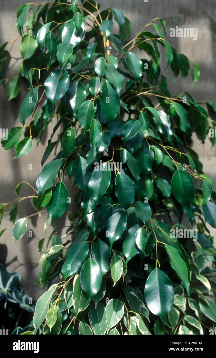 Fig Tree - Ficus Danielle Stock Photo - Alamy