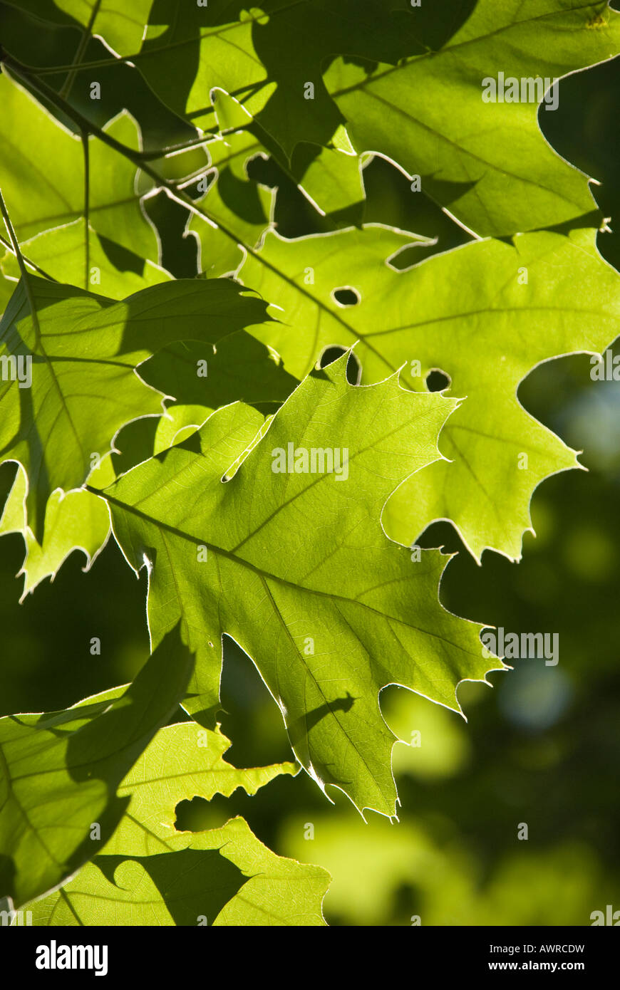 Northern Red Oak Leaves High Resolution Stock Photography and Images ...