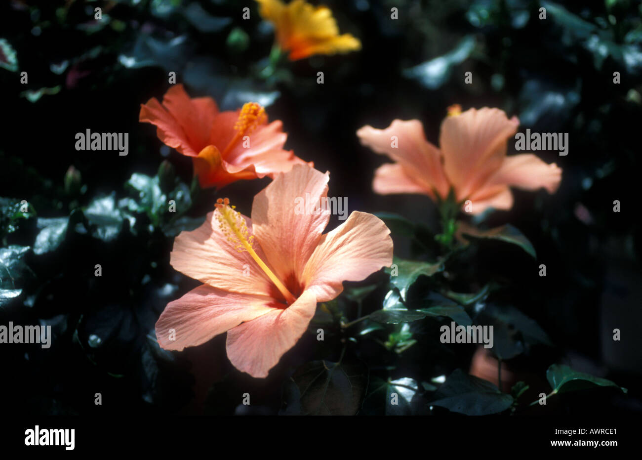 Rose of China - Hibiscus Stock Photo - Alamy
