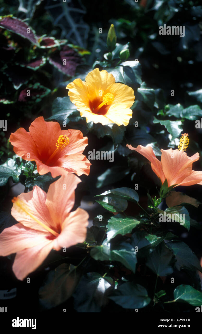 Rose of china hi-res stock photography and images - Alamy