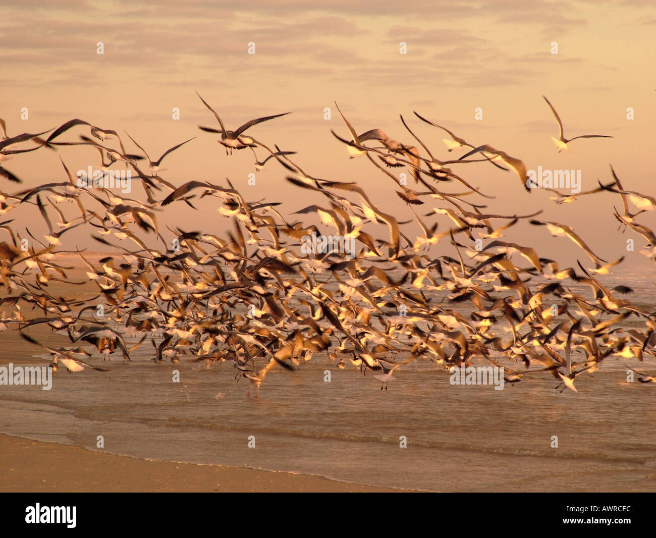 Flying over florida beaches hi-res stock photography and images - Alamy